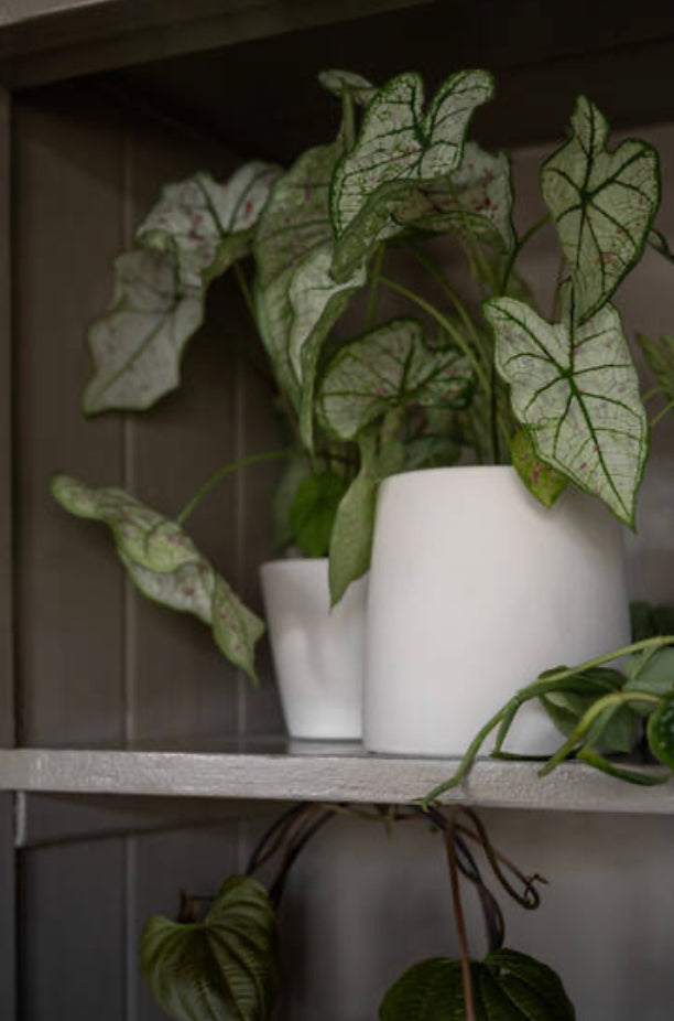 Sofia Vanilla White – RUDO PLANTS & HOME