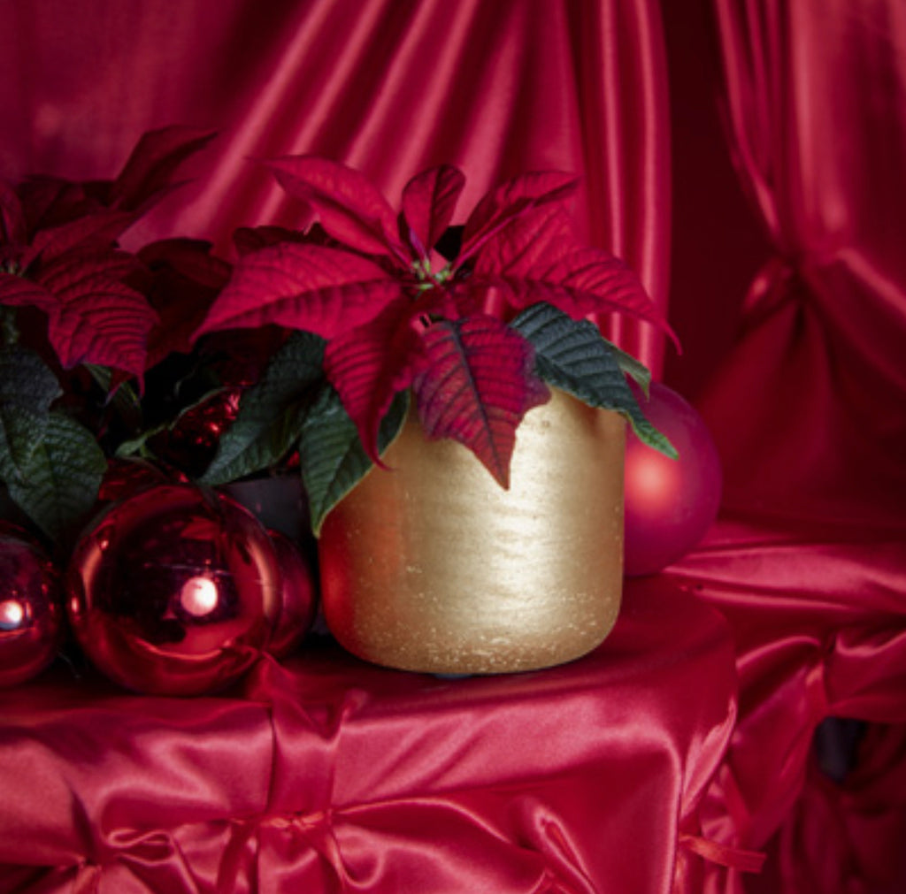 Patt S Metallic Gold – RUDO PLANTS & HOME