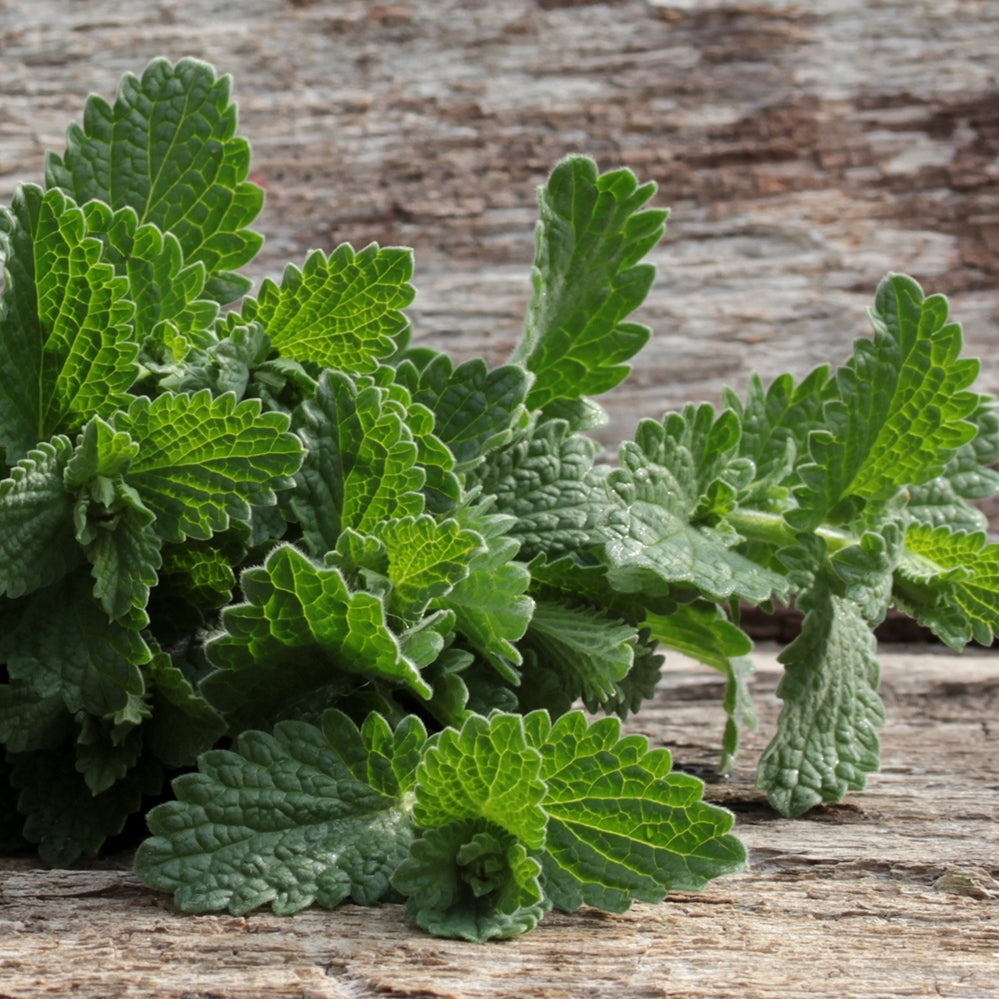 Thank You Fur Real - Catnip Seed Packets – RUDO PLANTS & HOME