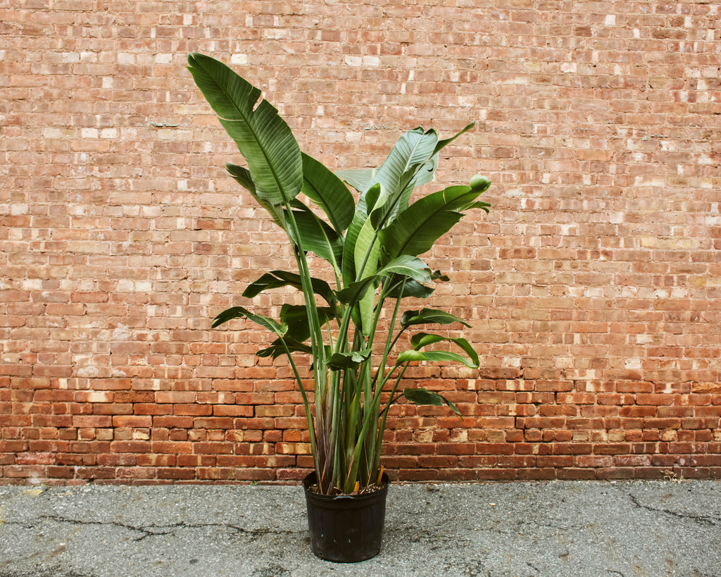 Strelitzia Nicolai “White Bird of Paradise” – RUDO PLANTS & HOME