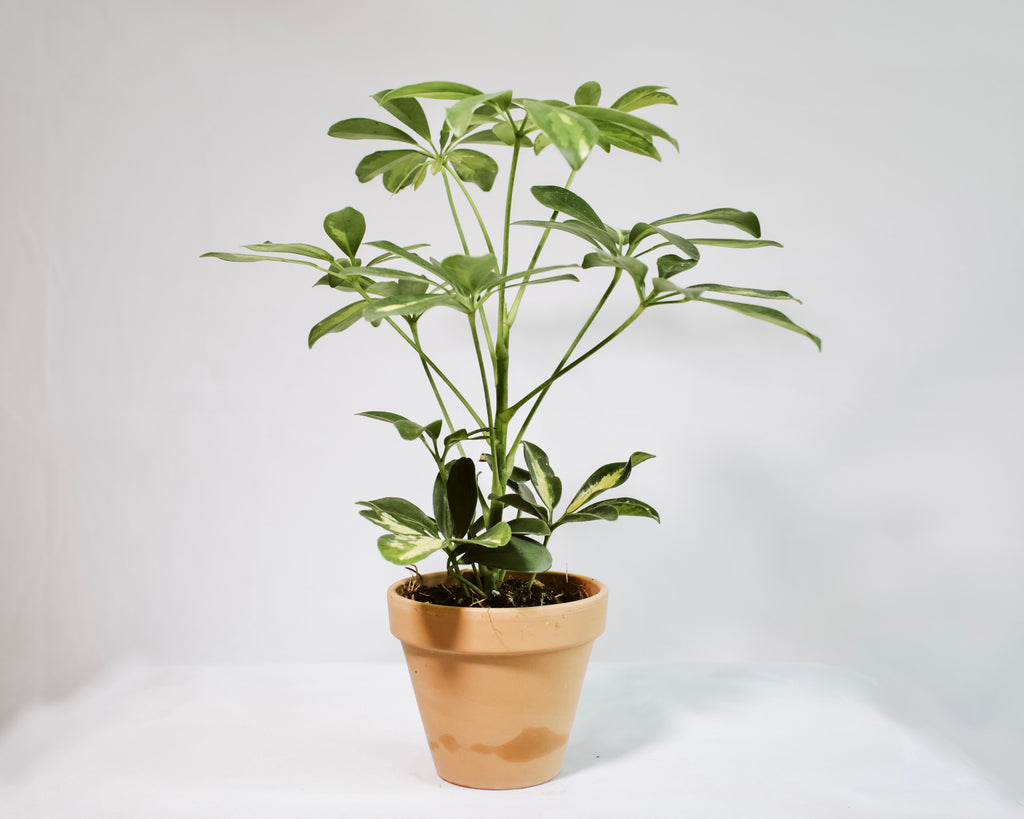 Arboricola “Umbrella Tree” Variegata – RUDO PLANTS & HOME